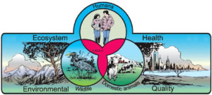 One Health: Bringing Health to Humans, Animals, and the Environment ...